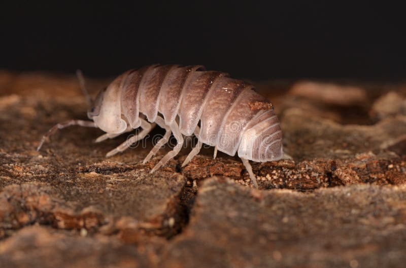 Woodlouse stock photo. Image of closeup, antenna, macro - 75889254