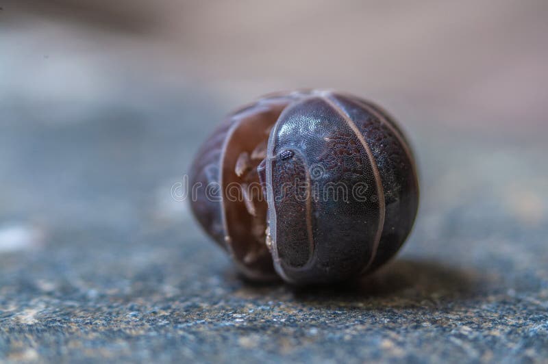 Woodlouse, Isopod, Being a Ball Stock Image - Image of louse, closeup ...