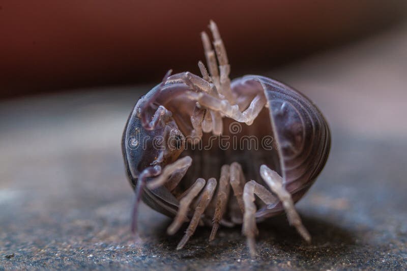 Woodlouse, Isopod, Being a Ball Stock Photo - Image of common, isopod ...