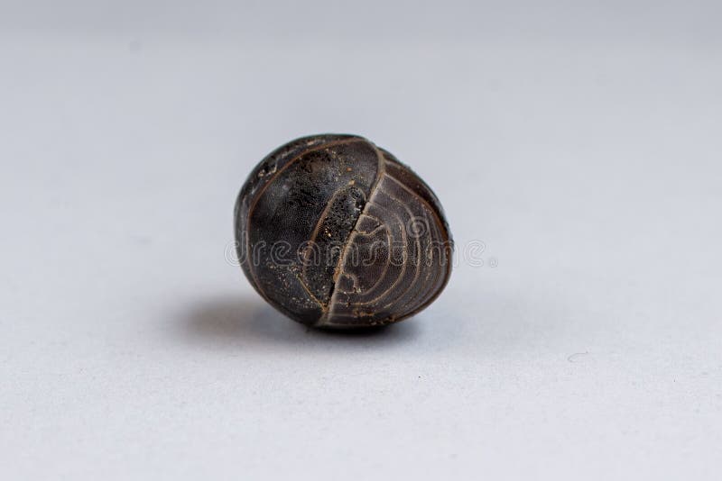 Woodlouse, Isopod Curled into a Ball Shape Stock Image - Image of ...