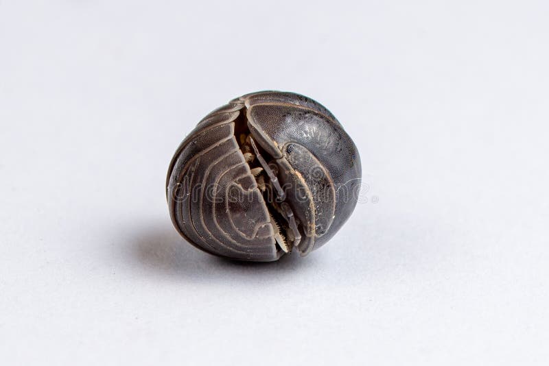 Woodlouse, Isopod Curled into a Ball Shape Stock Photo - Image of ...