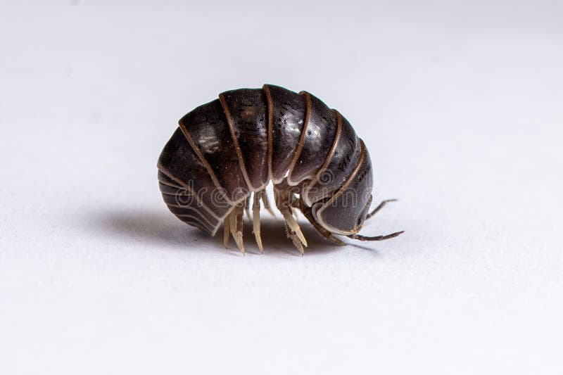 Woodlouse, Isopod Curled into a Ball Shape Stock Photo - Image of roll ...