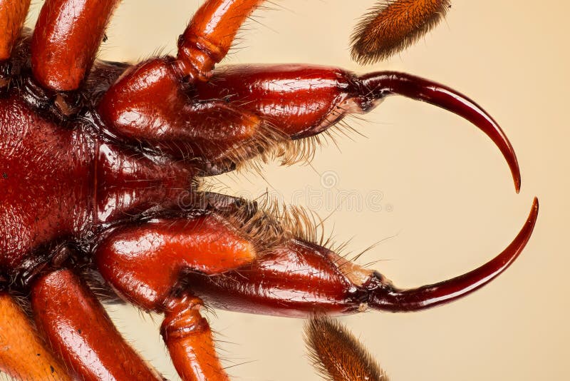 Red Woodlouse Spider And Cicada Shell Stock Photo - Image of brown ...