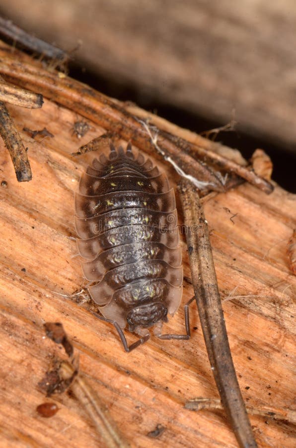 Woodlouse stock image. Image of antenna, eyes, creature - 75151315