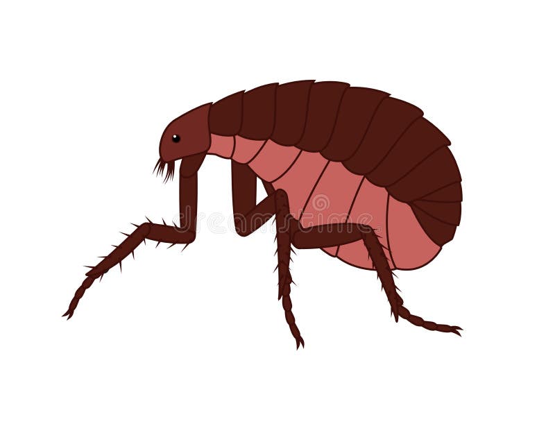 Woodlouse Stock Illustrations, Vectors, & Clipart – (26 Stock ...
