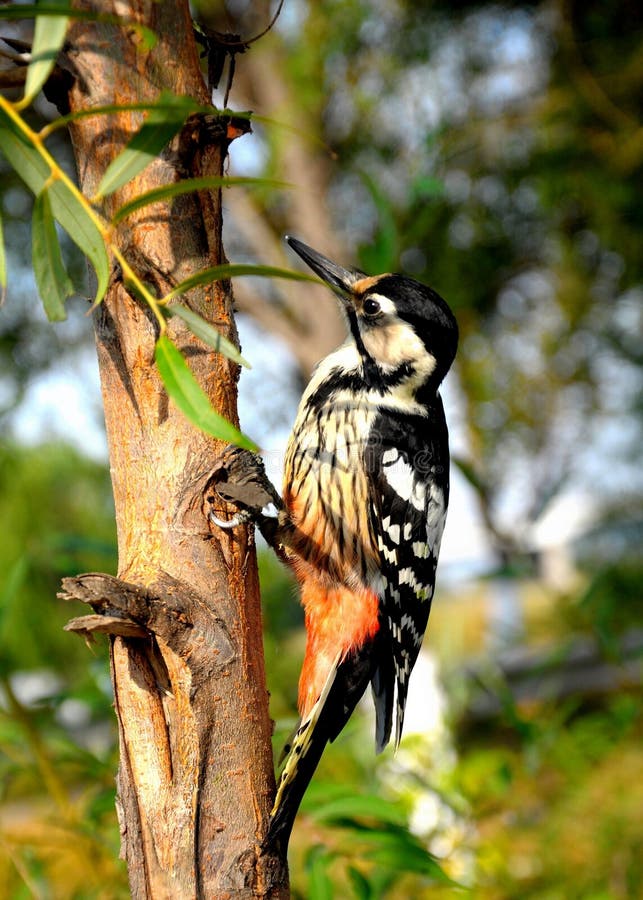 Woodpecker stock photo. Image of forage, robust, woodpecker - 38179652