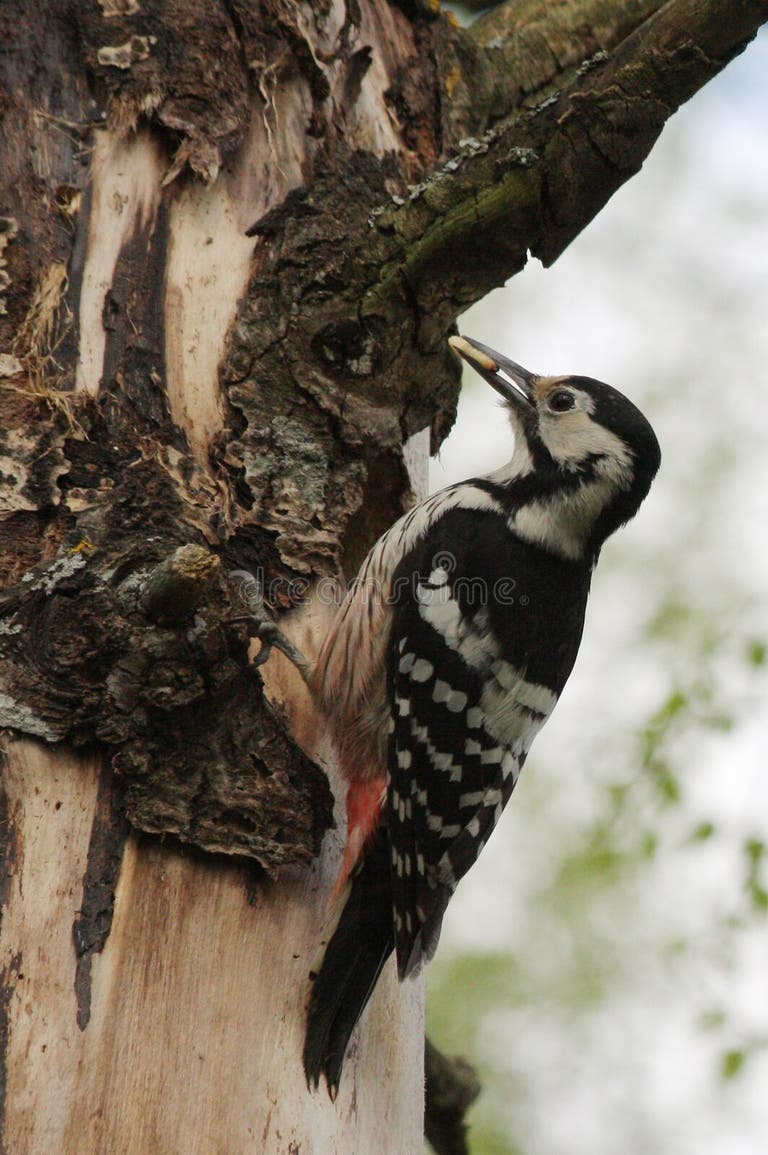 16,225 Woodpecker Beak Stock Photos - Free & Royalty-Free Stock Photos ...
