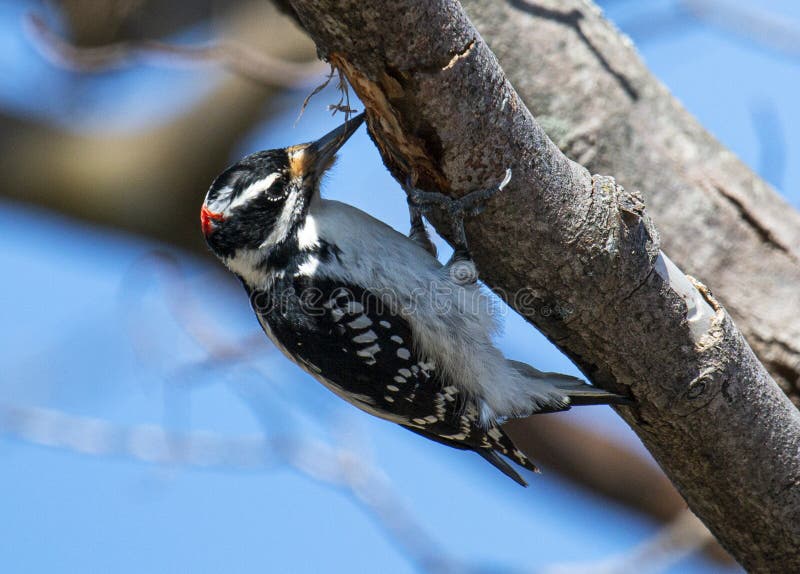 Woodpecker with Beak in Branch of Tree Stock Image - Image of trunk ...