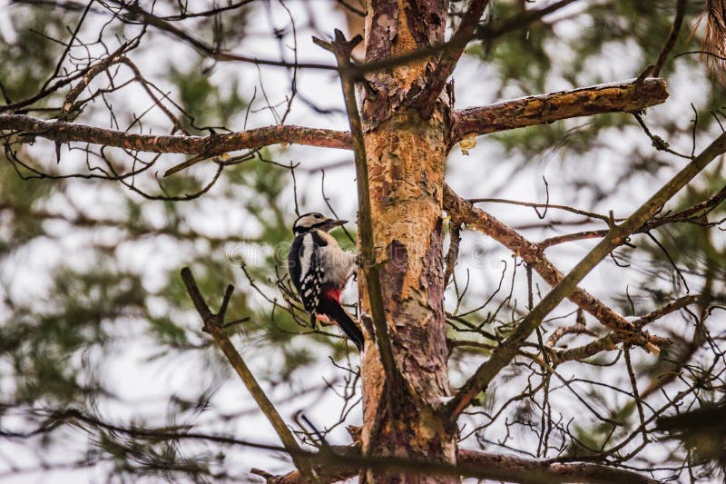 A Woodpecker Bird Pecks a Pine Tree in the Forest Stock Photo - Image ...