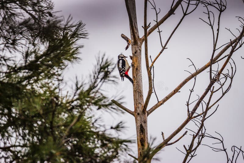 A Woodpecker Bird Pecks a Pine Tree in the Forest Stock Photo - Image ...
