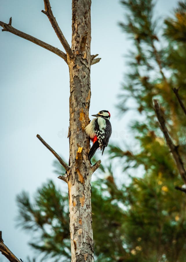 A Woodpecker Bird Sits on a Dry Pine Tree Stock Image - Image of ...
