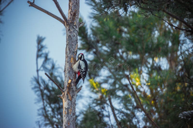 A Woodpecker Bird Sits on a Dry Pine Tree Stock Image - Image of ...