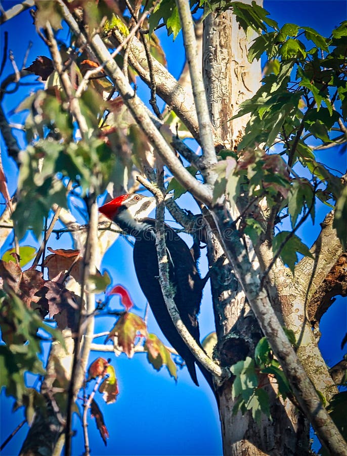 Woodpecker Bird Tree Florida Stock Image - Image of headed, rookery ...