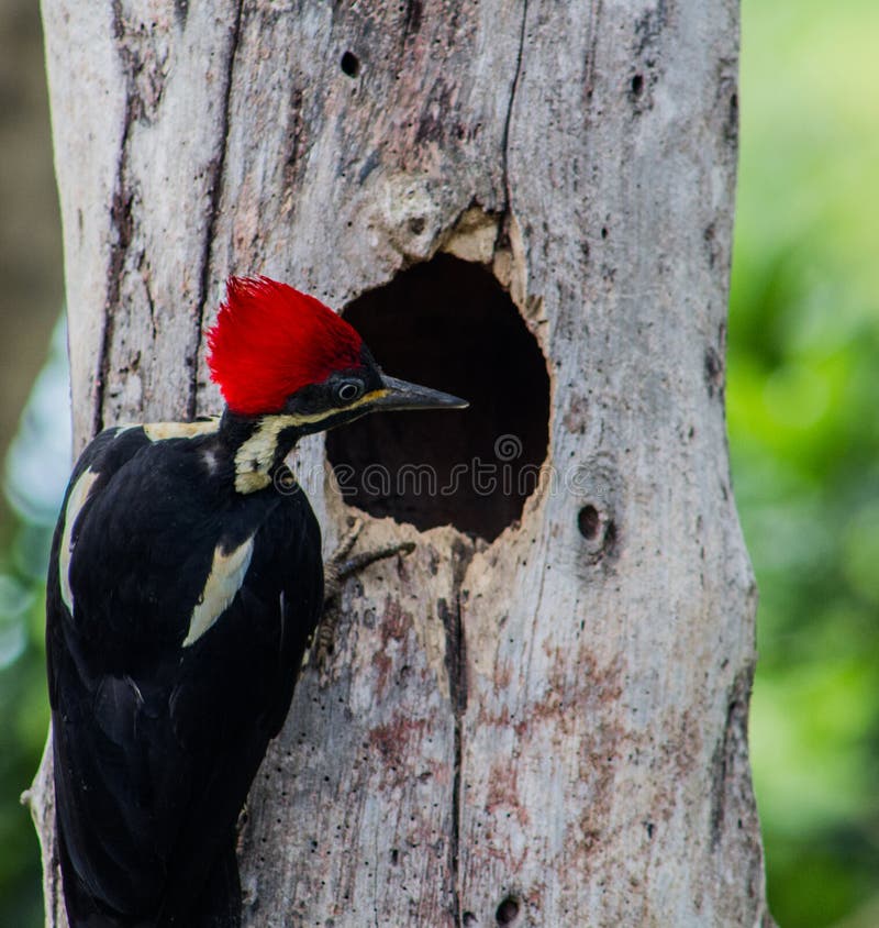 Colorful Woodpecker Climbing the Tree Stock Image - Image of ...