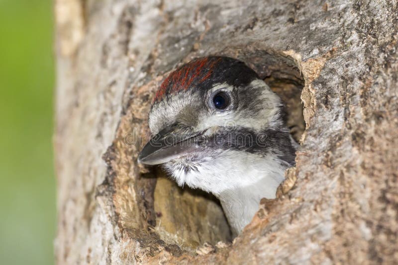 Woodpecker Chick in a Hollow Stock Image - Image of woodpecker, wild ...