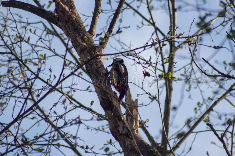Woodpecker (Dendrocopos Major Stock Image - Image of watching ...