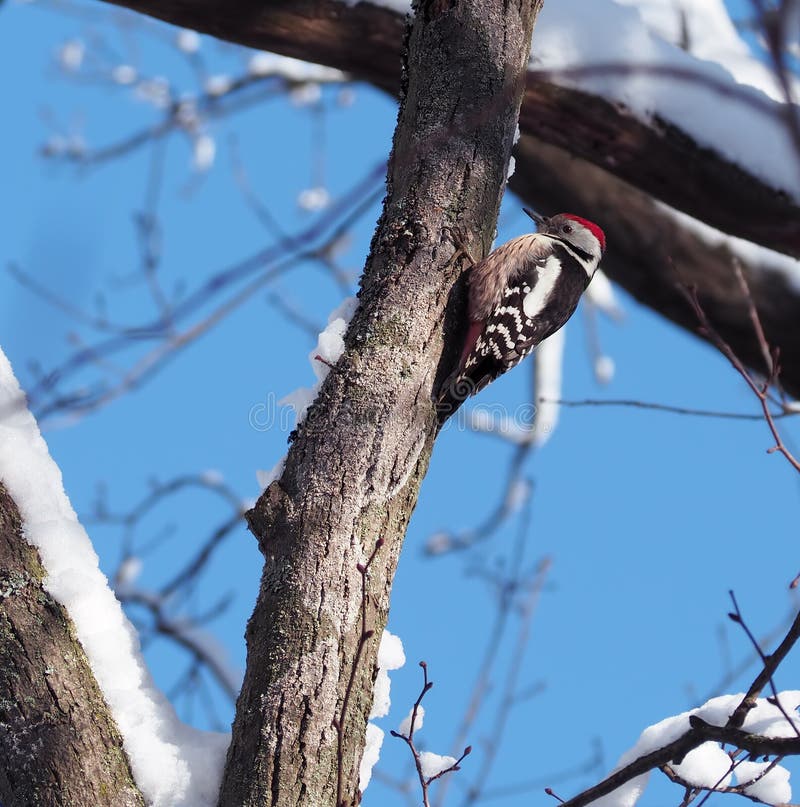 Woodpecker Dendrocopos Medius on Tree at the Sun Stock Image - Image of ...