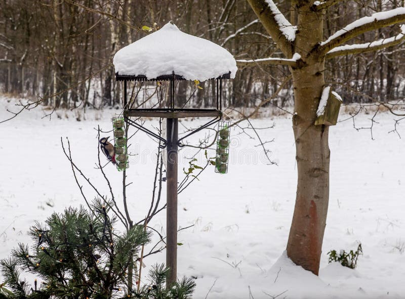 Woodpecker Eat from Bird House Stock Image - Image of ornament, shiny ...
