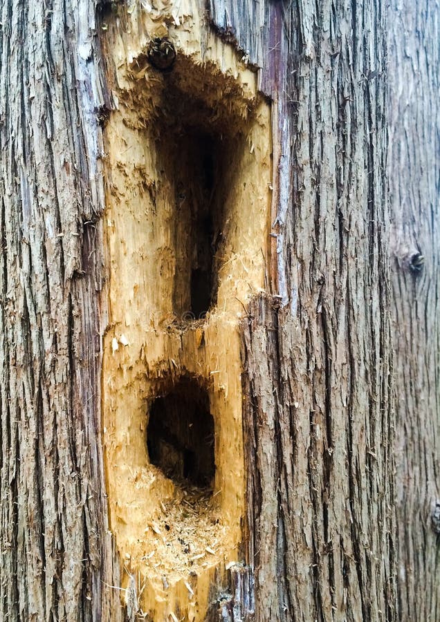 Woodpecker Exclamation Stock Photos - Free & Royalty-Free Stock Photos ...