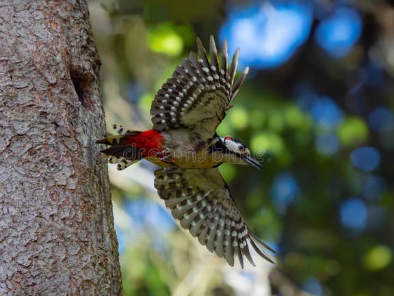 Woodpecker Flying from a Nest Stock Image - Image of bird, wild: 320488609