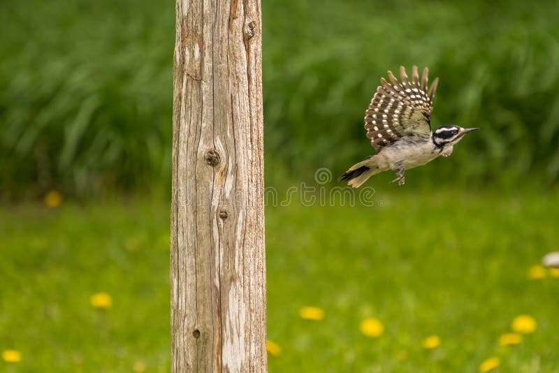 Woodpecker flying off post stock photo. Image of bird - 266713898