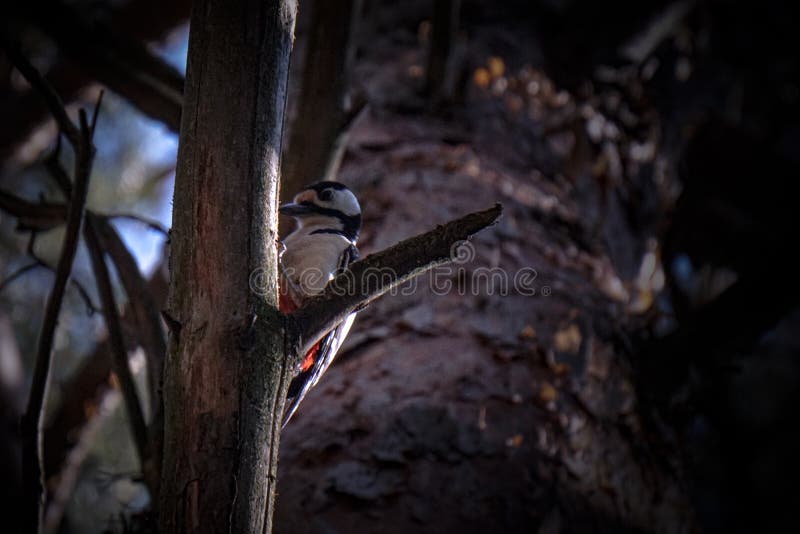 Woodpecker Pecking a Tree, Woodpecker Bird Stock Photo - Image of ...