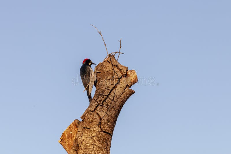 Woodpecker Pecking Wood Off of a Tree Stock Photo - Image of animal ...