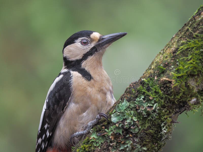 Woodpecker Perched Atop a Moss-covered Tree. Stock Photo - Image of ...