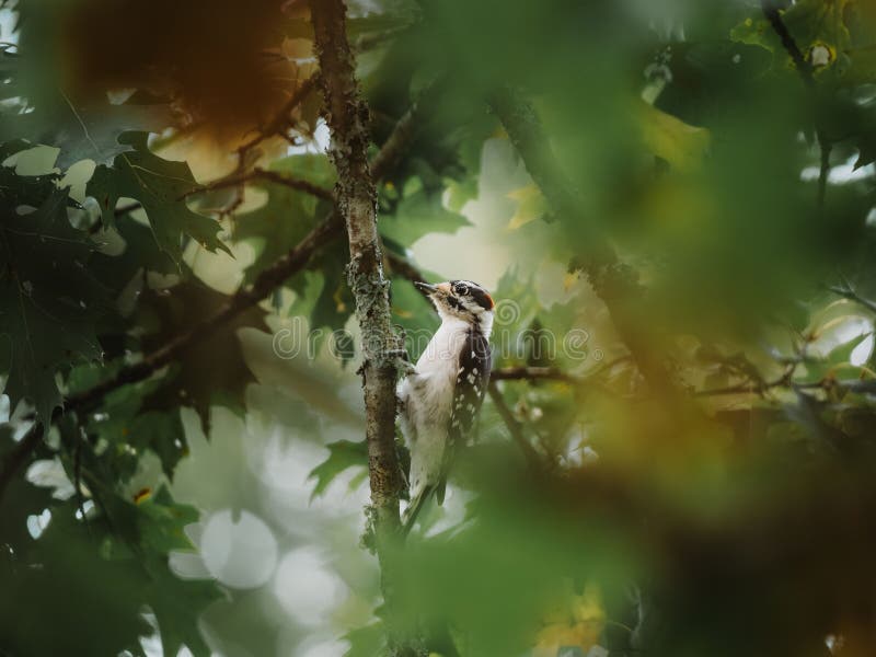 Woodpecker Perched on a Tree Branch in a Forest. Stock Image - Image of ...