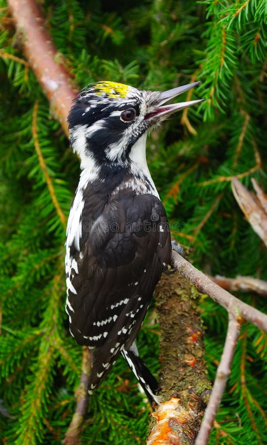 Woodpecker (Picoides Tridactylus) Stock Photo - Image of open, bird ...