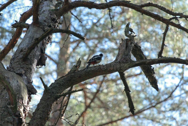 Woodpecker on a Pine Tree, Bird in the Wild Stock Photo - Image of pine ...