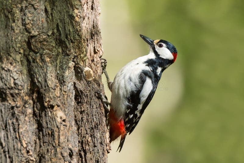 Woodpecker on a tree stock image. Image of amazing, food - 116341075