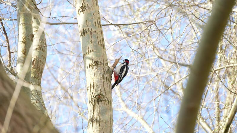 A Woodpecker Sits on a Tree Trunk and Knocks on the Tree with Its Beak ...