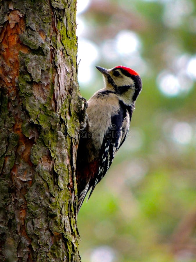 A Woodpecker Tapping Its Beak on a Tree. Stock Photo - Image of bird ...