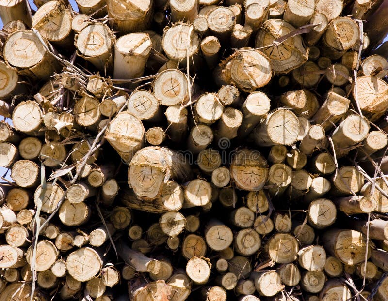 Woodpile stock image. Image of timber, background, progress - 6362567