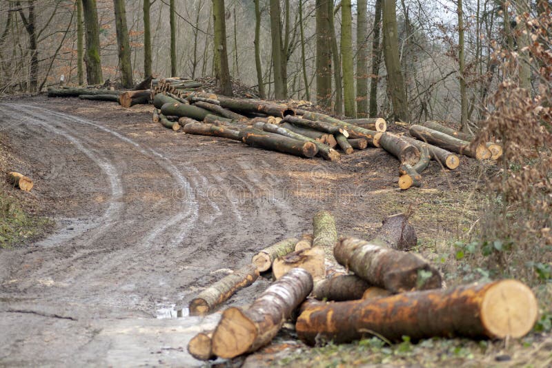 A Woodpile of Chopped Lumber in the Forest. a Big Pile of Cut Down ...