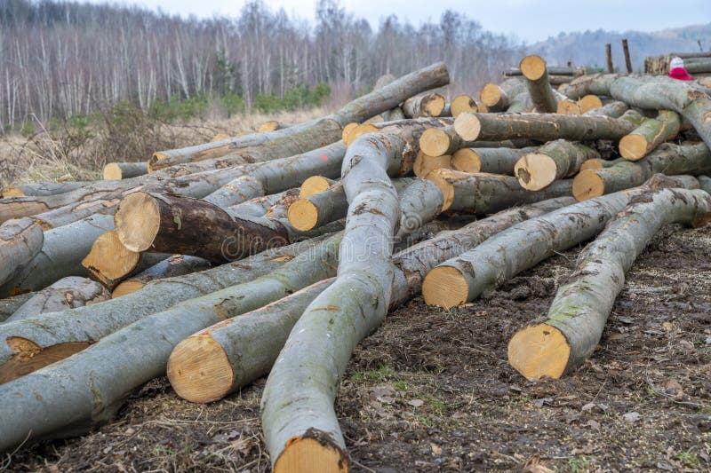 A Woodpile of Chopped Lumber in the Forest. a Big Pile of Cut Down ...