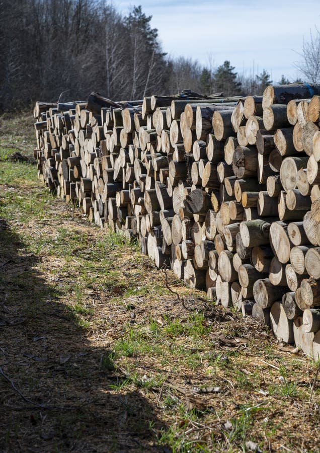 A Woodpile of Chopped Lumber in the Forest. a Big Pile of Cut Down ...
