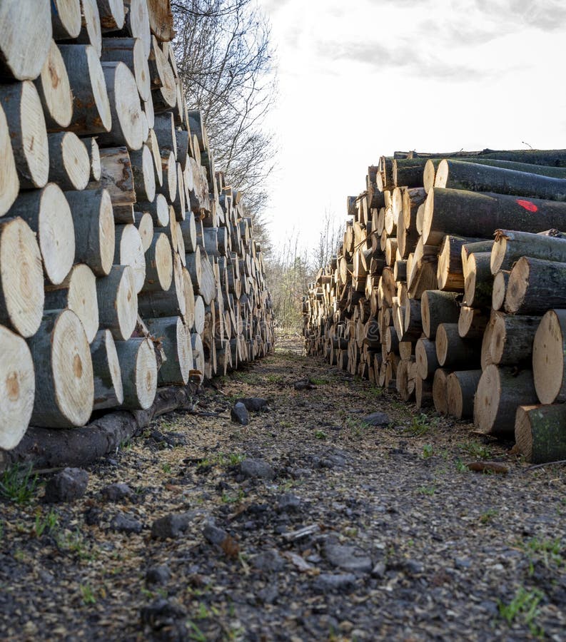 A Woodpile of Chopped Lumber in the Forest. a Big Pile of Cut Down ...