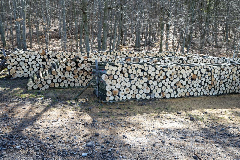 A Woodpile of Chopped Lumber in the Forest. a Big Pile of Cut Down ...