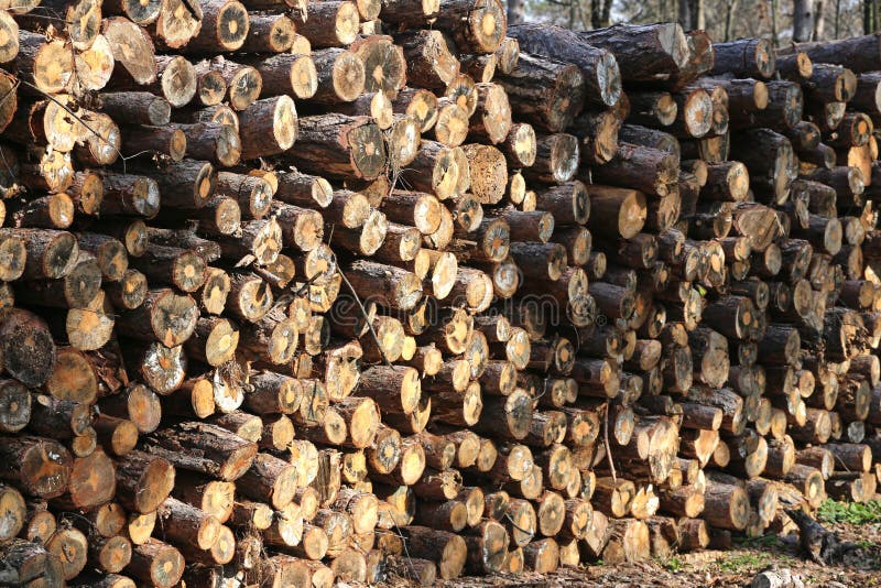 Woodpile of Freshly Cut Lumber Awaiting Distribution Stock Photo ...