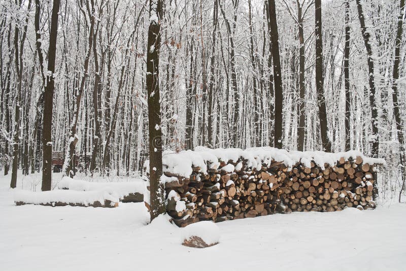 Woodpile in winter forest stock photo. Image of abstract - 23068314