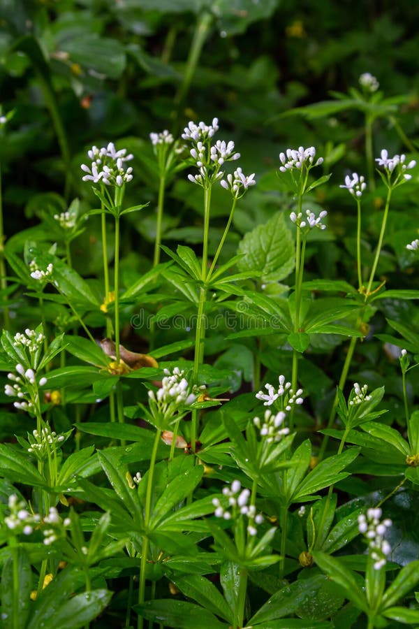 Woodruff, Galium Odoratum is a Spice and Medicinal Plant that Grows in ...