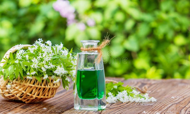 Woodruff, galium odoratum stock image. Image of flavor - 95106925