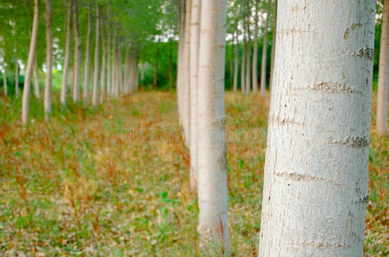 Woods and shady path stock photo. Image of hike, cool - 24852000