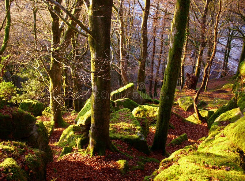 The Enchanted Forest stock photo. Image of kingdom, christopher - 368978