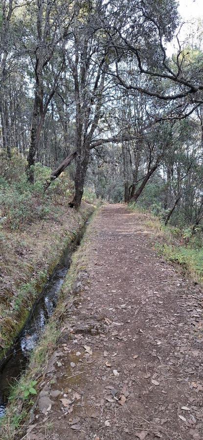 Woods Amealco Queretaro Mexico Stock Photos - Free & Royalty-Free Stock ...