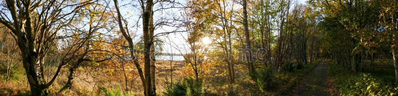 Woods during Autumn - Panorama Picture Stock Image - Image of ...