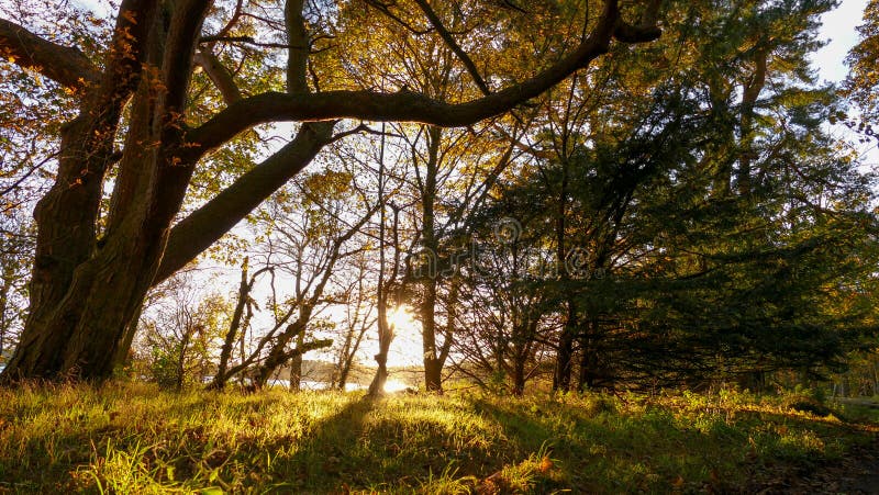 Woods during autumn stock image. Image of colorful, natural - 61653087