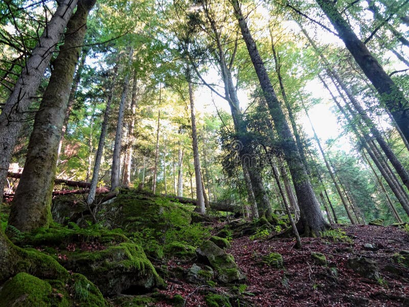 Woods stock image. Image of turism, musk, forest, europe - 71827549